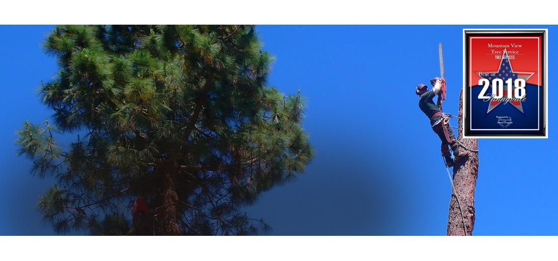 Mountain View Tree Removal Service - Mountain View Tree Service