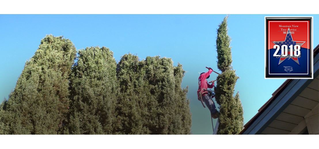 Mountain View Tree Removal Service - Mountain View Tree Service