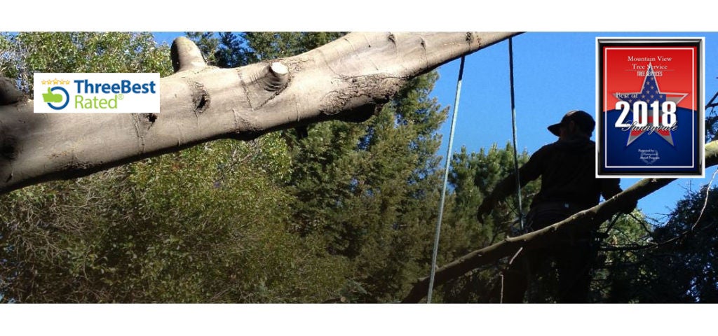 Mountain View Tree Removal Service - Mountain View Tree Service