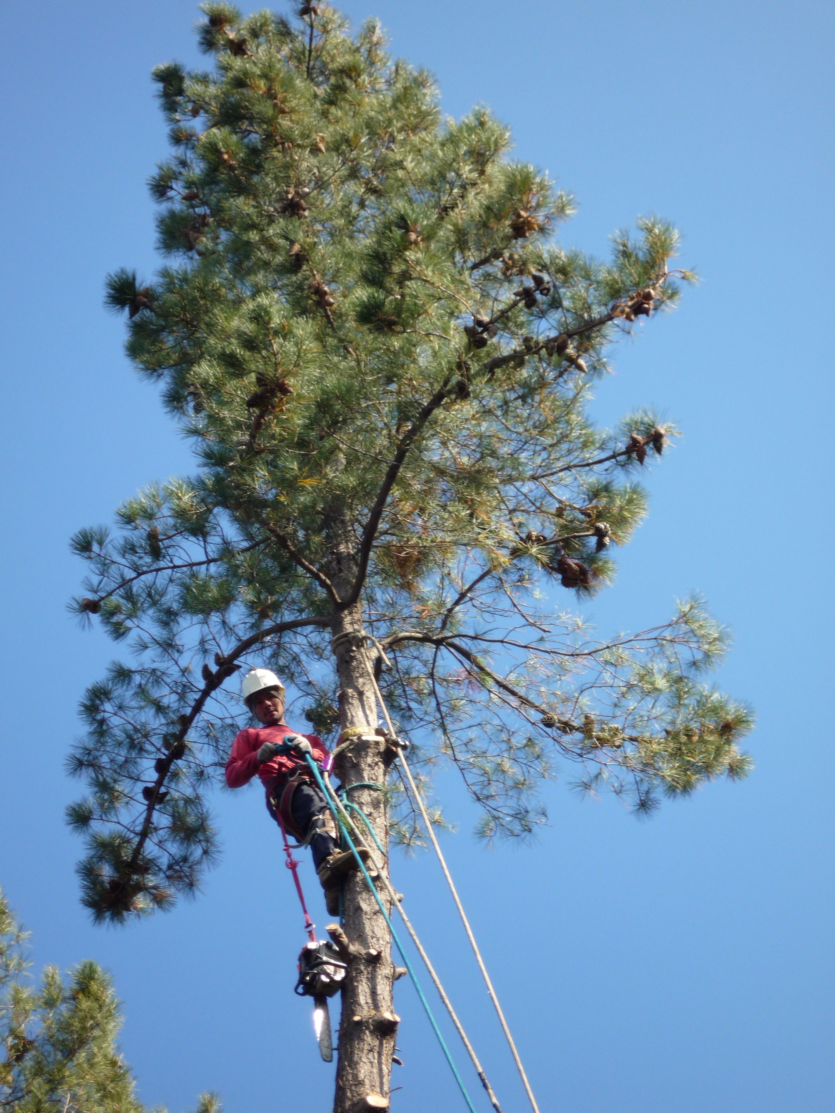 Pine Removal