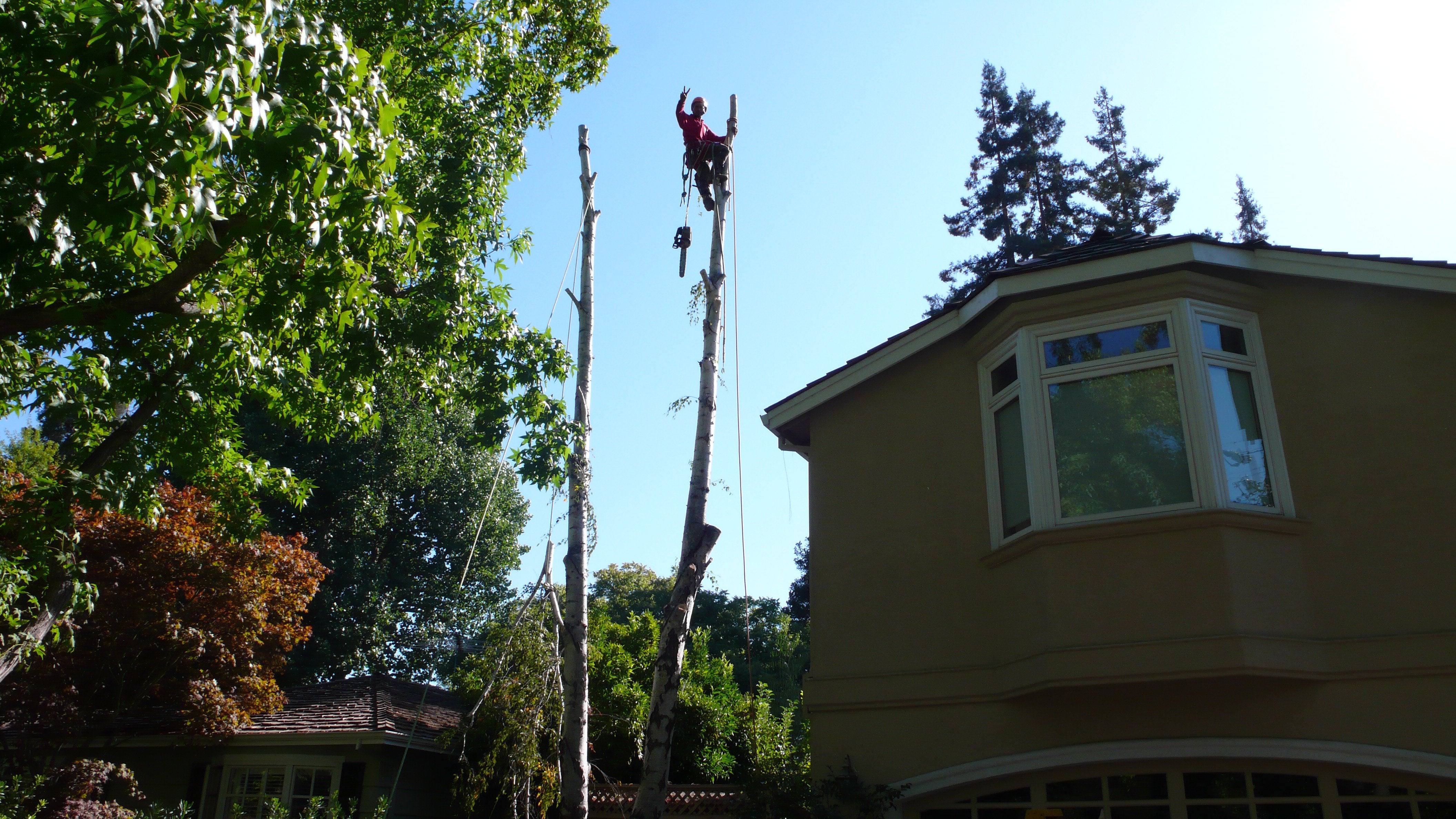 Birch Tree Removal