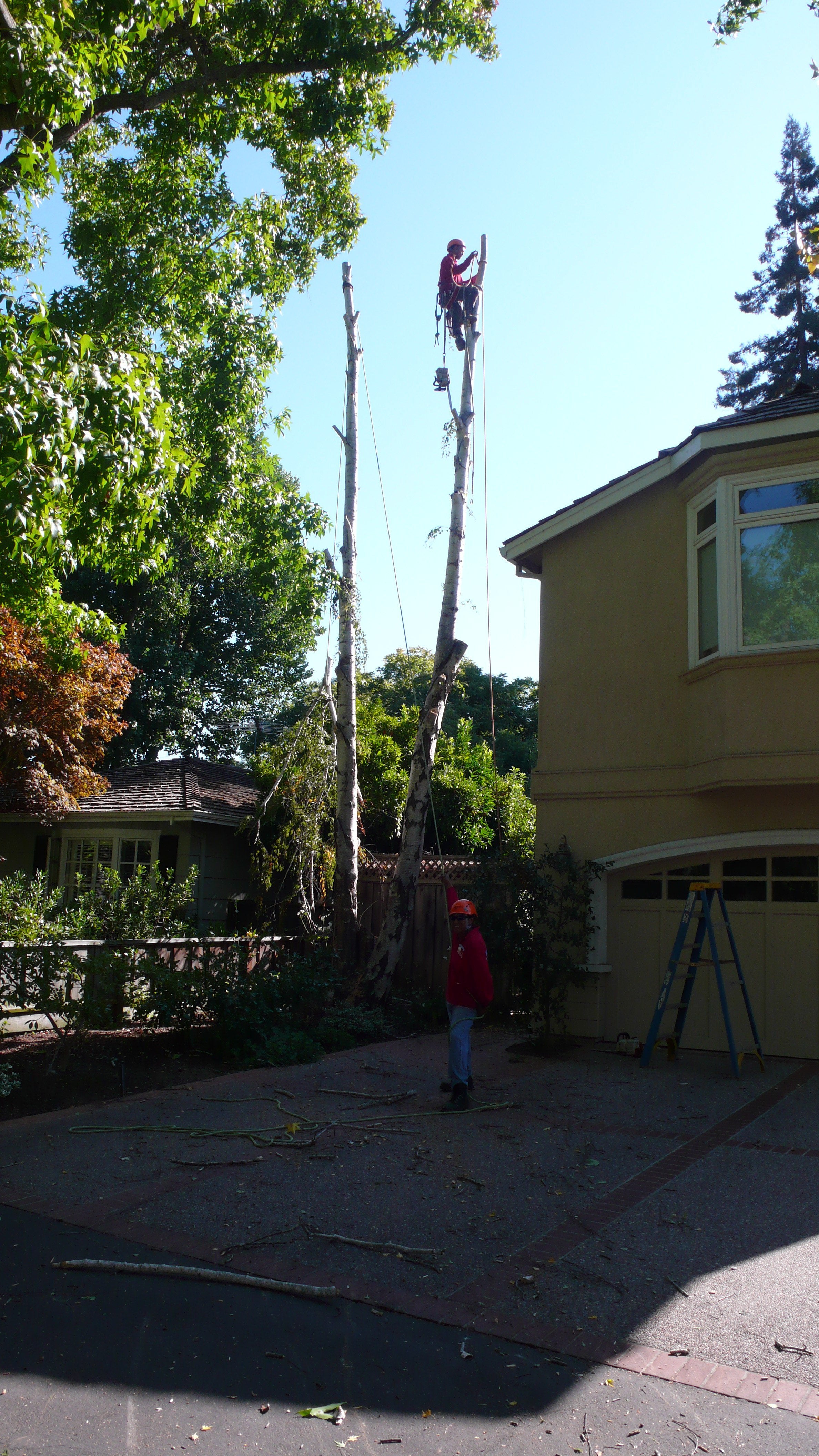 Birch Tree Removal