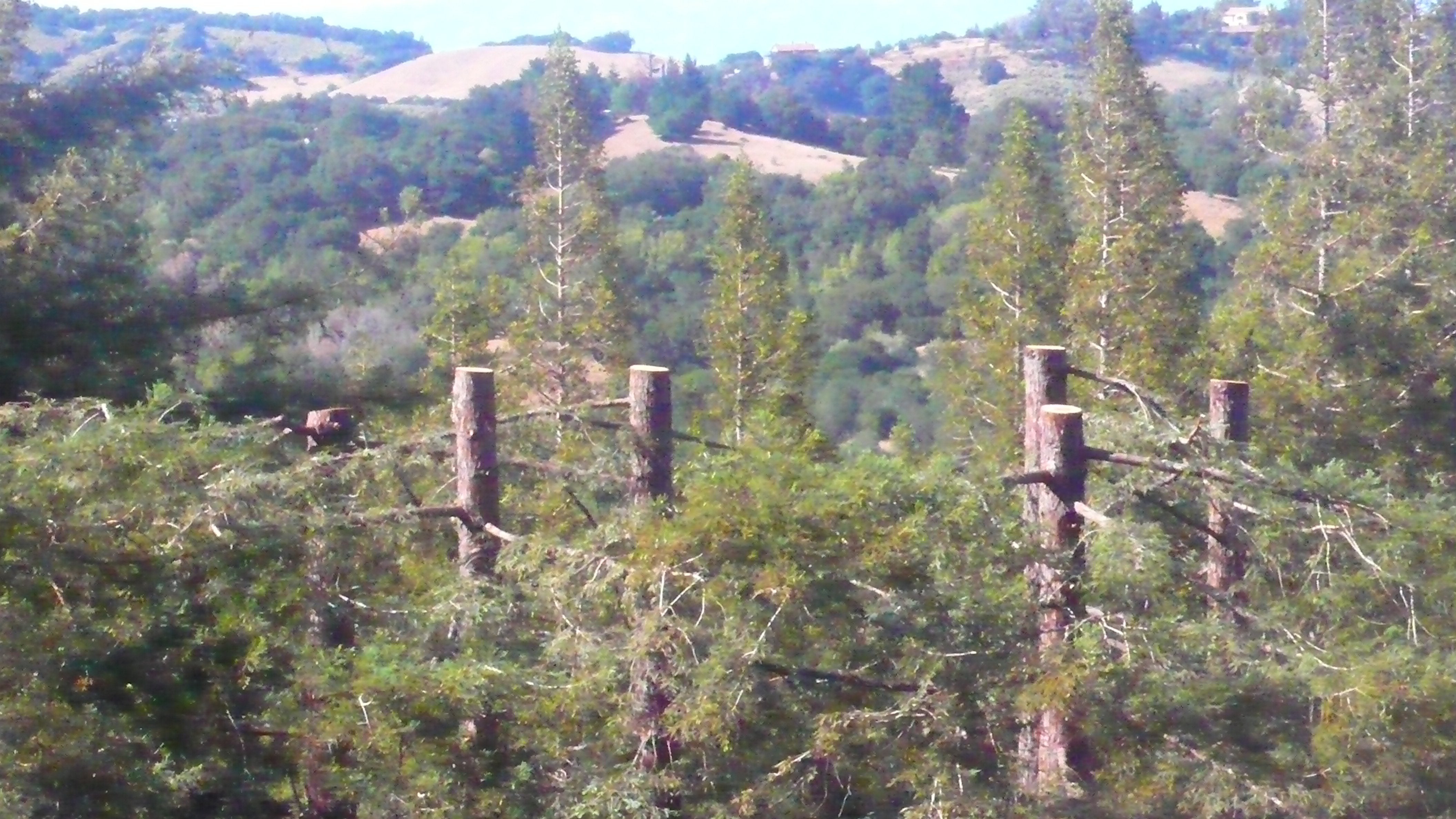 Topping Redwoods