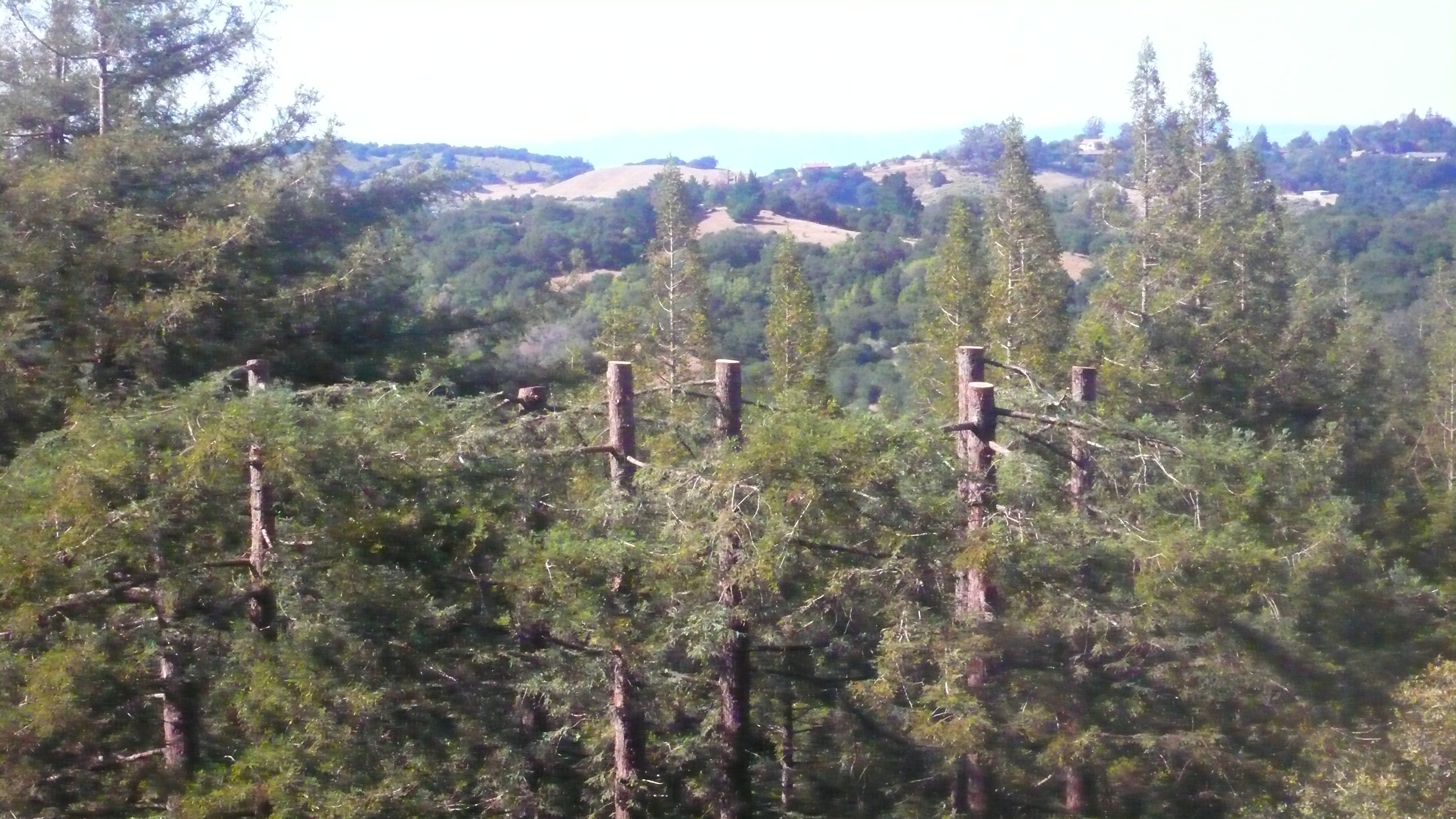Topping Redwoods