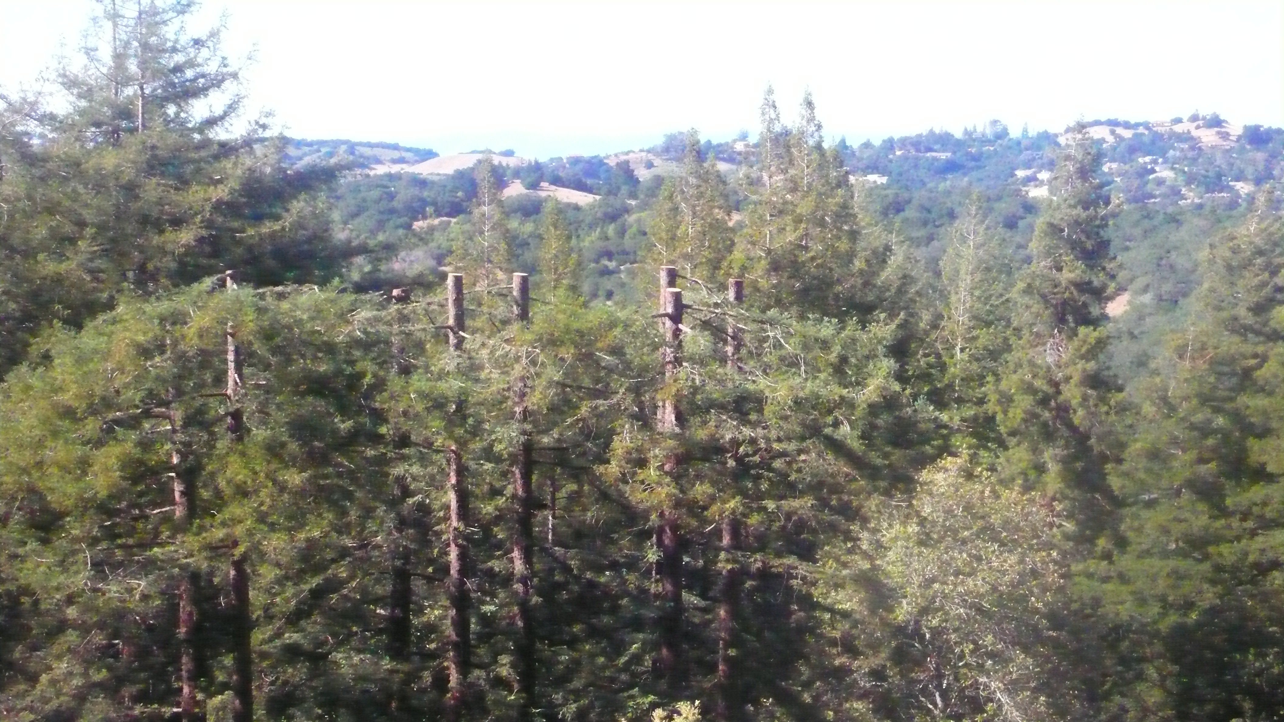 Topping Redwoods