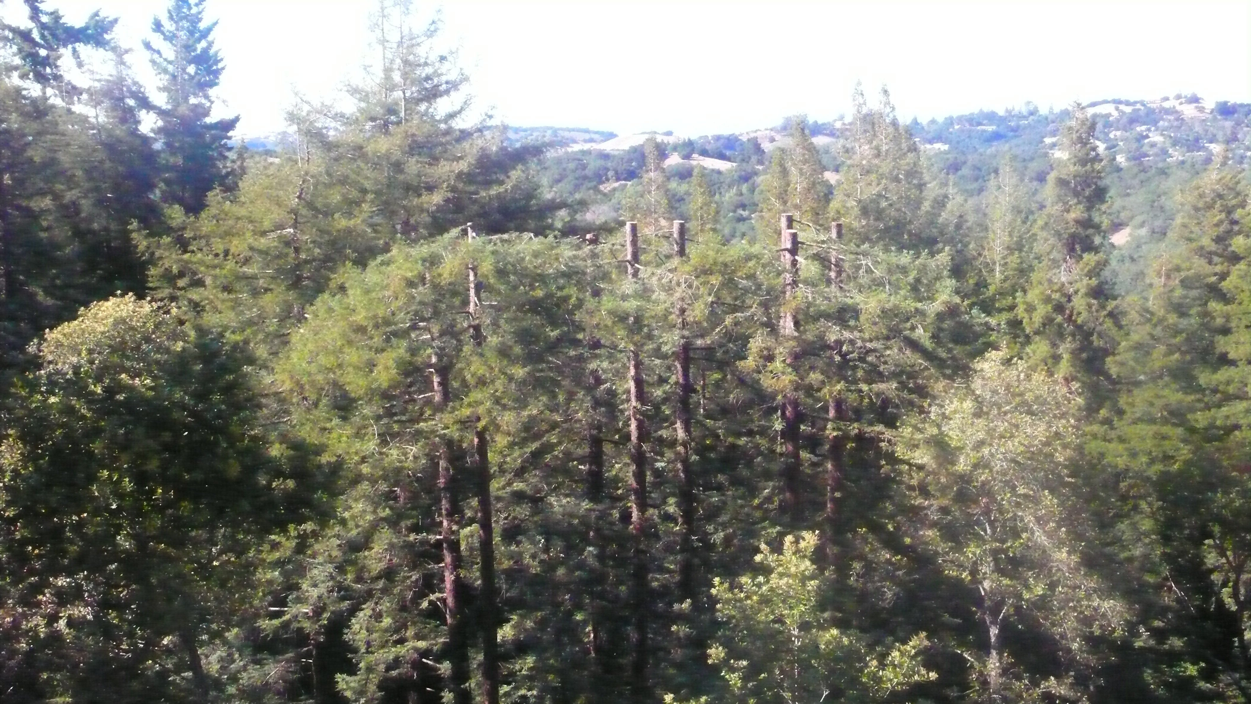 Topping Redwoods