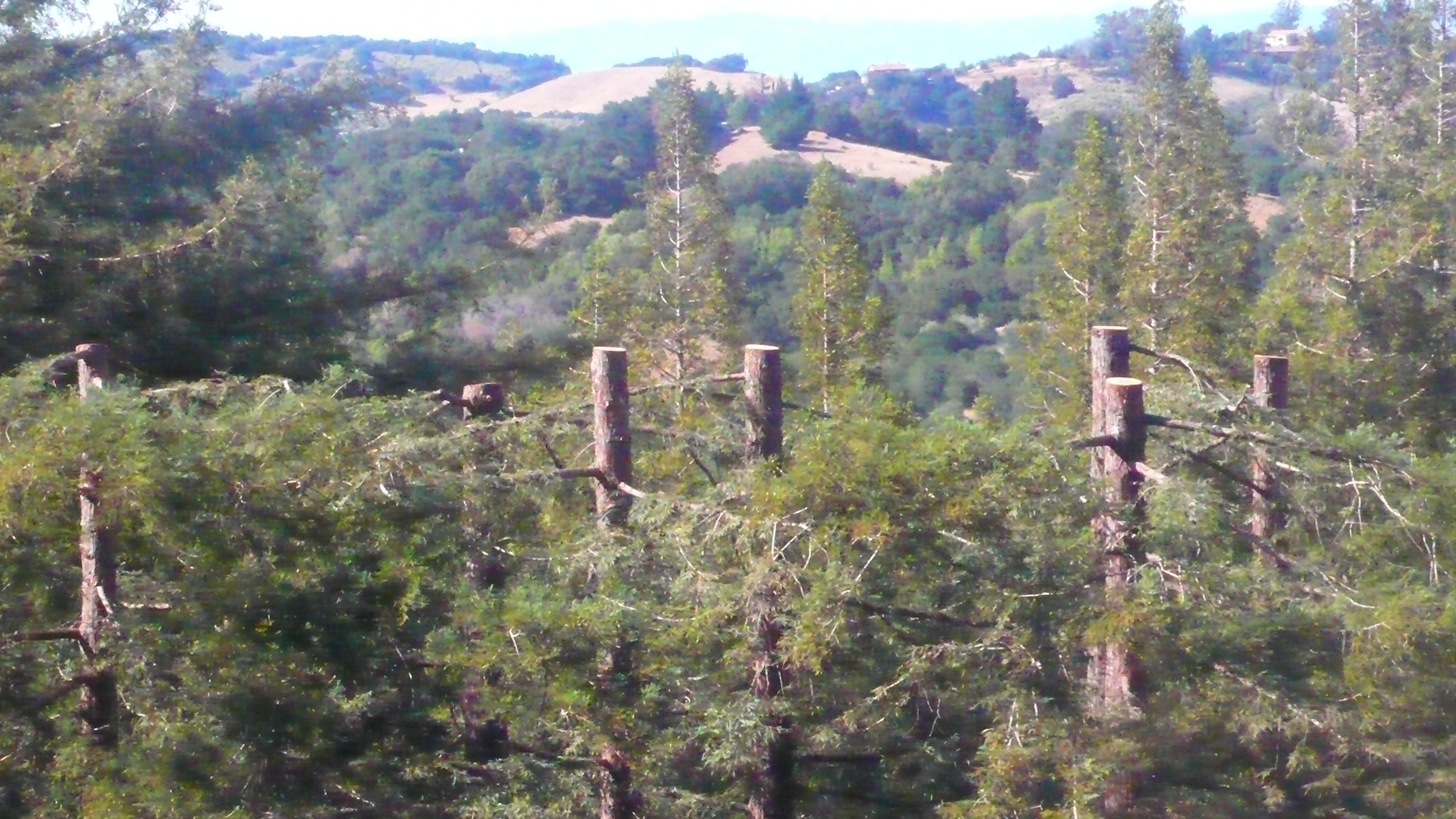 Topping Redwoods